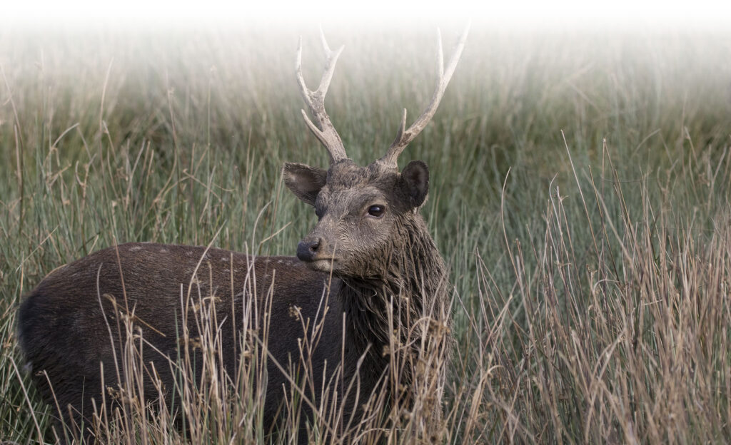 sika2 - Guided Sika Deer Hunts in Maryland